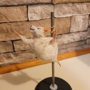 Circus Hoop Taxidermy Mice. - Etsy UK