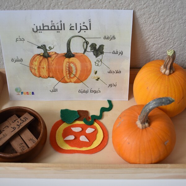 ARABIC Human Anatomy Bundle/unit Study, Body Parts, Organs, Skeleton ...