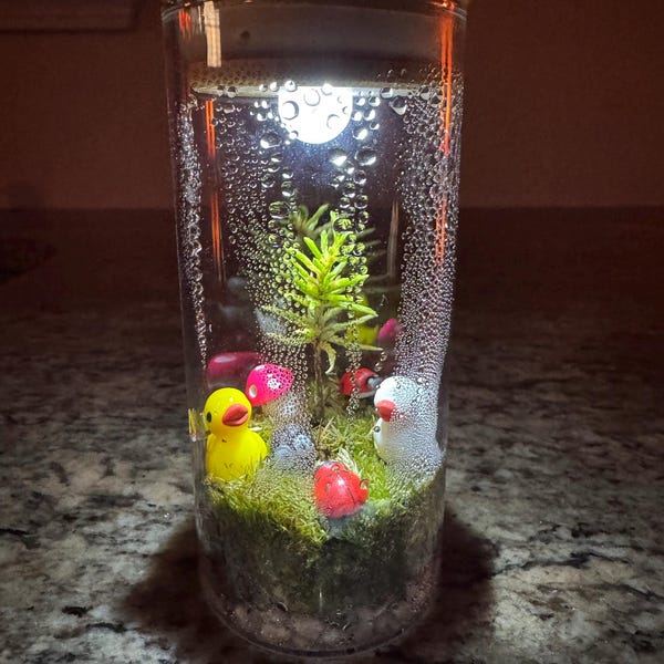 Miniature Live Moss Terrarium With Hand Painted Panda, Self Sustain Eco ...