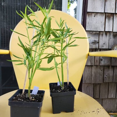 Variegated Spiral Ginger Costus Arabicus Variegatus - Etsy