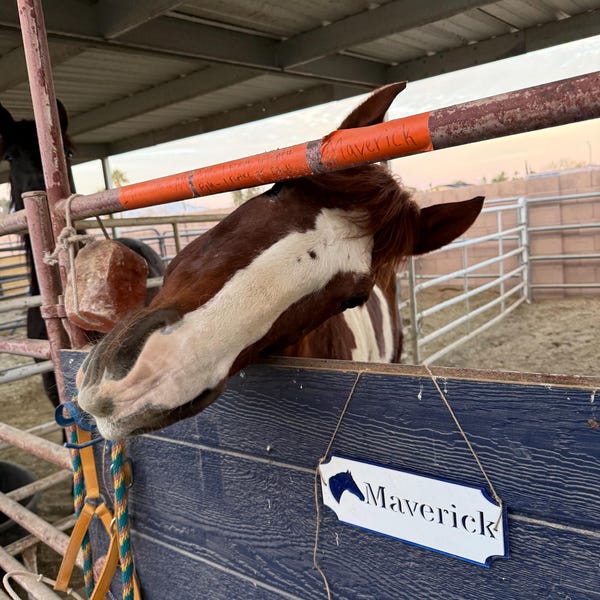 Stable Name Plate / Plaque Cut Out Traditional W/modern Twist Design ...
