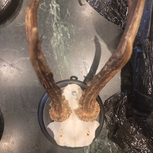 Giant Horse Skin Hide Real Natural Area Rug Living Room - Etsy