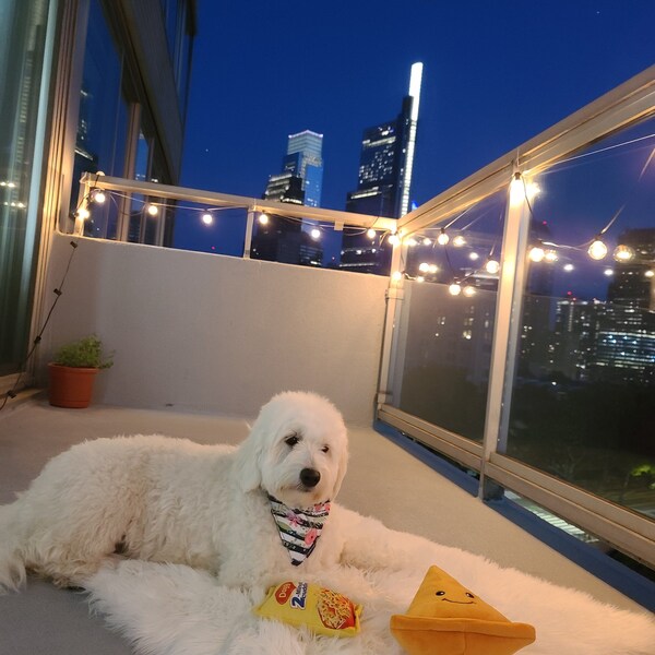 Samosa Plush Chew Toy for Pets - Etsy