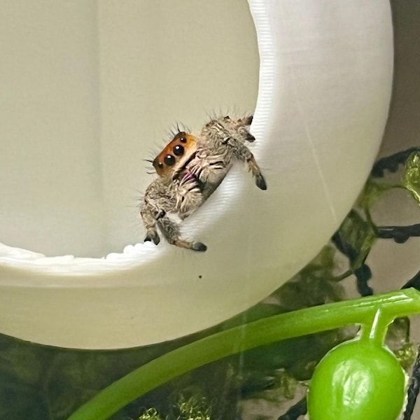 Mini Articulated Jumping Spiders - Etsy