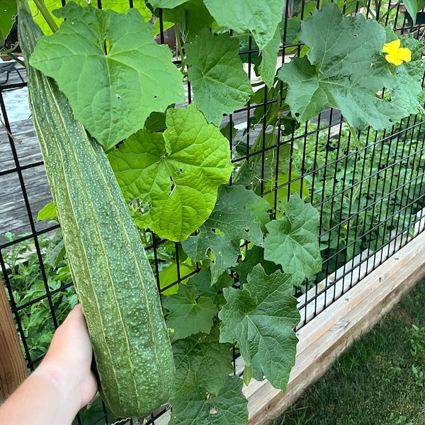 Exotic Butterfly Pea - Blue Tea Pea / Asian Pigeonwings / Blue Pigeon ...
