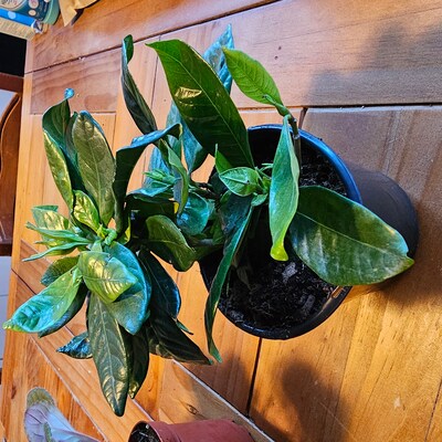 6 ZZ Plant, Zamioculcas Zamiifolia, Zee Zee Plant, Aroid Palm ...