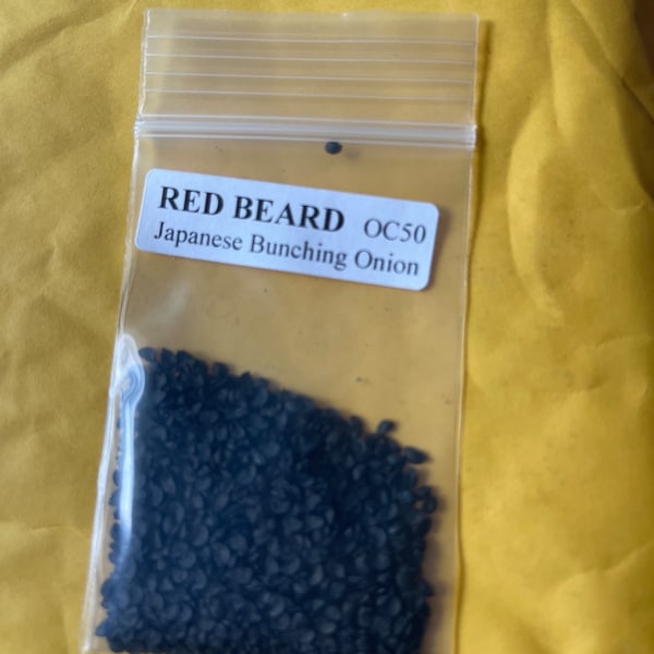 1000 RED BEARD Japanese Bunching Onion Seeds; 紅鬍子青蔥; Novelty yet Edible ...