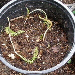 Oca Seed Tubers / Root for Planting Uqa New Zealand Yam - Etsy