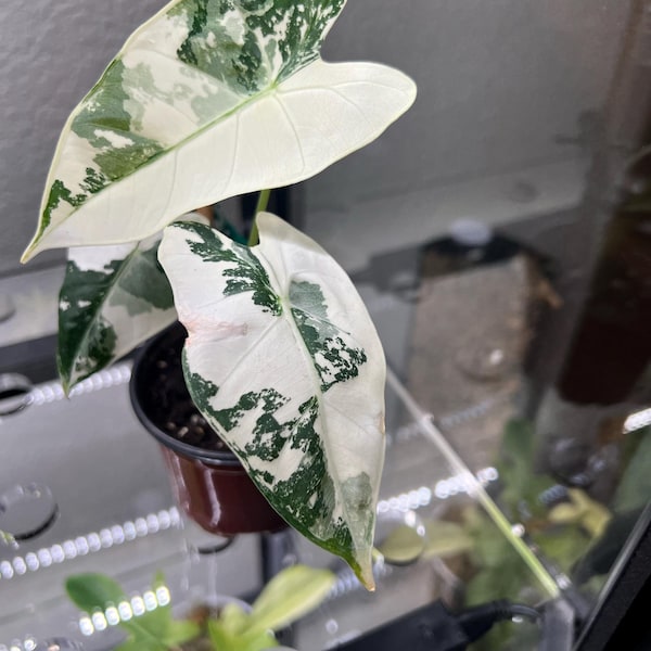 Live House Plant Bloom Fuchsia African Violet Harmony’s ‘vat Real Life ...