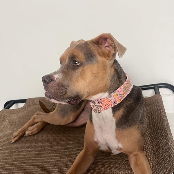 Orange and White Checkered Dog Collar, Martingale or Flat Collar, Dog ...