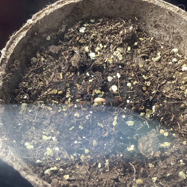 Veralu Ceylon Olive Tree Seedling elaeocarpus Serratus - Etsy