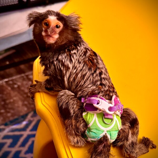 CAPUCHIN DIAPER SET in Dinosaurs - Etsy