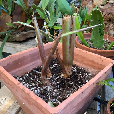 Curcuma ELATA Hidden Lily Ginger Flower Giant Plume Mature - Etsy