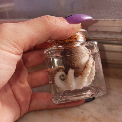 Cute Red Baby Octopus in a Jar Cruelty Free Steampunk Décor Unique Gift ...