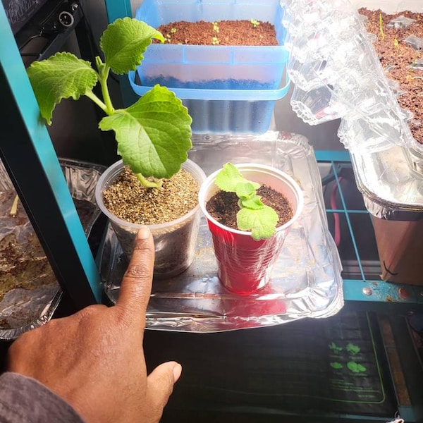 Cuban Oregano Plant: Florida Grown Plectranthus Amboinicus - 4-6 Inches ...