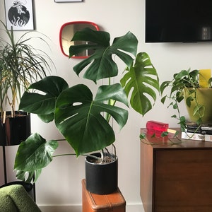 Plant Stands, Half Hoops, Garden Supports 8inx4inx20inches - Etsy