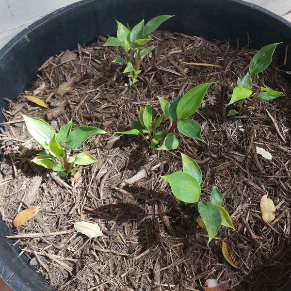 Golden Brush Dwarf Ginger - Burbidgea Schizocheila - Etsy