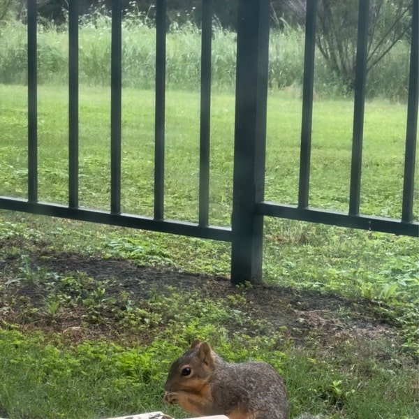 Squirrel Picnic Table, Squirrel Feeder, Picnic Table for Squirrel ...