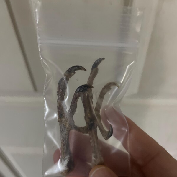 2-3" Pigeon Bird Leg Pairs Set of 2 Legs Taxidermy, Talons, Claws, and ...