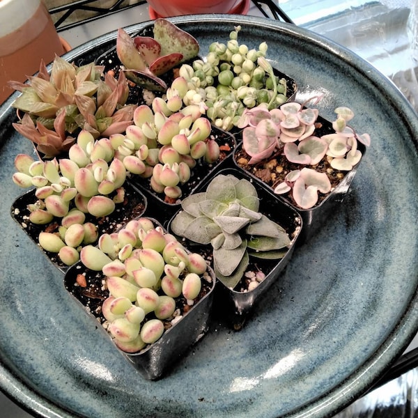 Crassula Morgan’s Beauty Succulents Plant - 2inch (might Not Come With ...