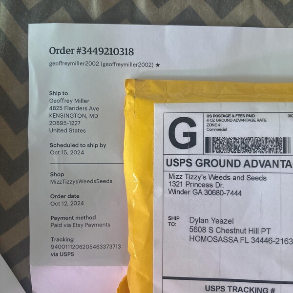 Cherokee, North Georgia Candy Roaster Squash . Cucurbita Maxima - Etsy