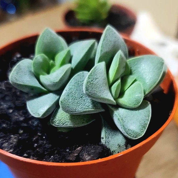 Crassula Morgans Beauty, Silver Springtime in 2 4 Pot - Etsy