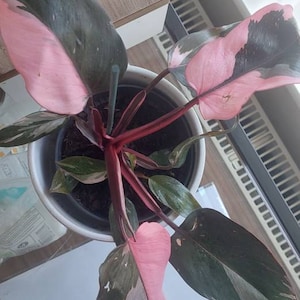 Rose 'fantastic at 60' Happy Birthday Rose Gift Wrapped With Huge Bow ...