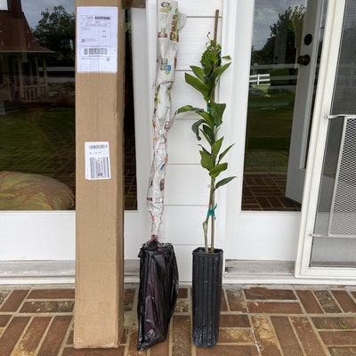 KING ORANGE 3ft Grafted Tree No Shipping Ca - Etsy