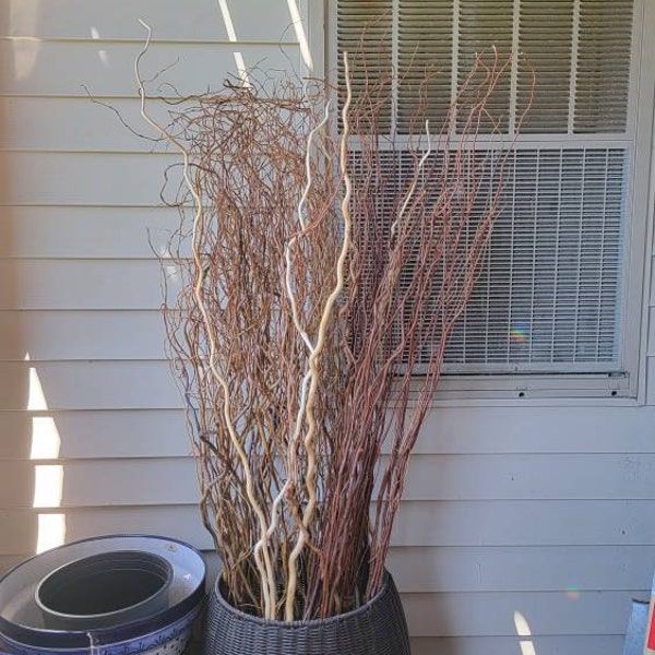 60" Curly Willow Stems/ Curly Willow Branches/ 50 Count / Floral Design ...