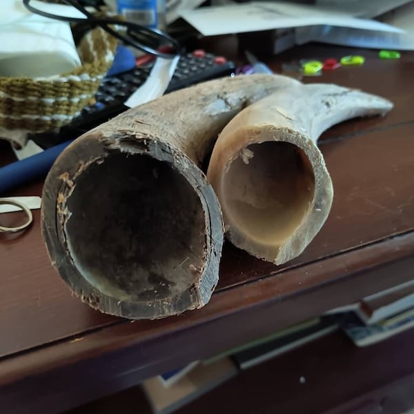 Black Powder Steer Horn Pair 14" to 19" (one Pair Only) Fine Polished ...