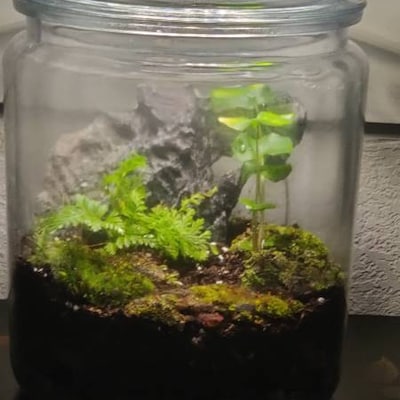 Art Deco Style Glass Terrarium Real Estate Home Buyer Gift - Etsy