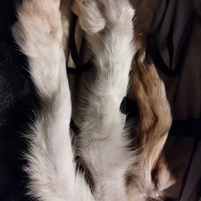 Coyote Pelt Fur Mantle With Black Deerskin - Etsy