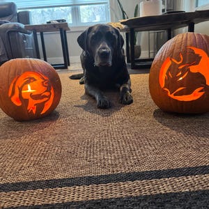 Labrador Retriever, Halloween Dogs, Pumpkin Carving, Stencil, Templates ...