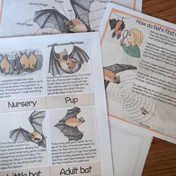 Bats Unit Study Homeschool Fall Activities Bat Anatomy & Life Cycle ...