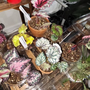 Rhizomatous Begonia 'starburst' - Etsy