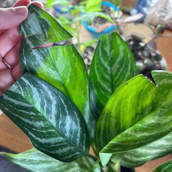 Anthurium Jenmanii 4” Pot (ALL PLANTS Require You to Purchase 2 Plants ...