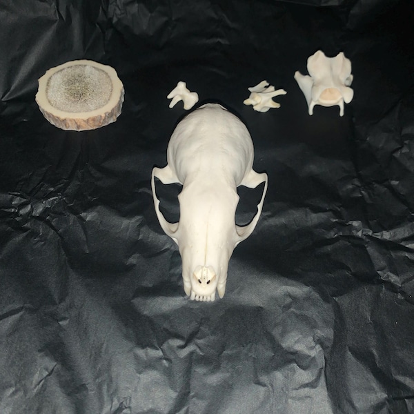 Hand Painted Red Fox Jaw - Etsy