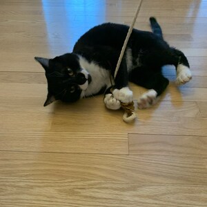 Cat Teaser Wand Cat Toy Star Cat Toys Wand Cute Cat Toys | Etsy