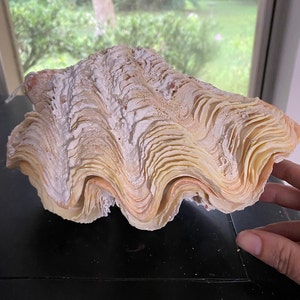 Brown Turkey Wing Seashells Ark Shells Arca Zebra Coastal | Etsy