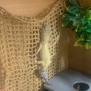 Reptile Climbable Wall Climbing Wall for Reptiles Reptile Climbable ...