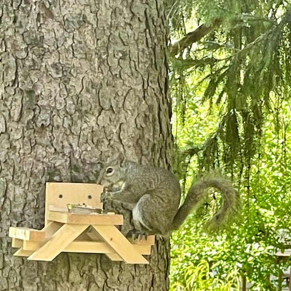 Squirrel Feeder, Squirrel Picnic Table, Picnic Table for Squirrel, Fence Picnic Table for ...