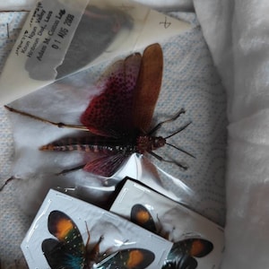 Pack of Two Lantern Bug Pyrops Gunjii With Open Wings for All Your ...