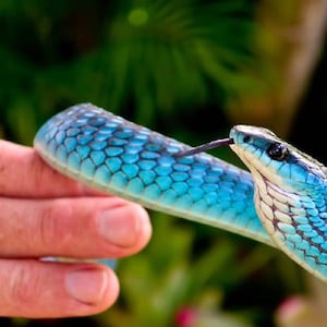 Live2d Hair Physics Presets 8 Presets for Straight Hair for Learning ...