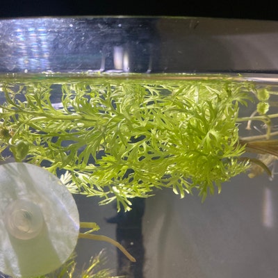 BUY 2 GET 1 FREE Water Sprite water Fern, Indian Ferneasy Live Aquarium ...