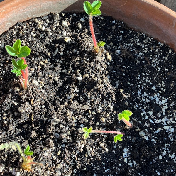 12-100 Evie-2 Everbearing Strawberry Plants-flavorful, High-yielding ...