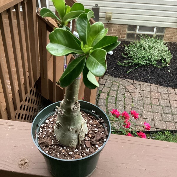 Voodoo Queen**small Rooted Tropical Hibiscus Starter Plant**ships Bare ...