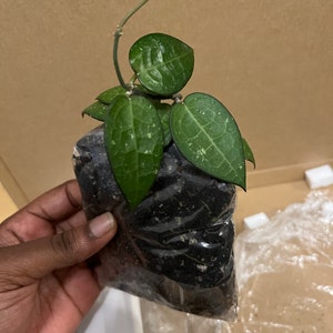 Bel Patta / Bael Patra / Bilva Bel Leaf Aegle Marmelos Plants - Etsy UK