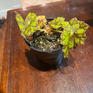 Rhizomatous Begonia 'starburst' - Etsy