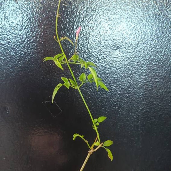 Pink Jasmine Vine Outdoor Plant Pink Flower Indoor Plant Starter ...