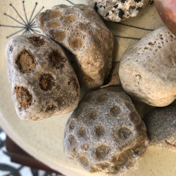 Large Rough Stromatoporoid Sponge Ordovician Fossil Limestone W ...